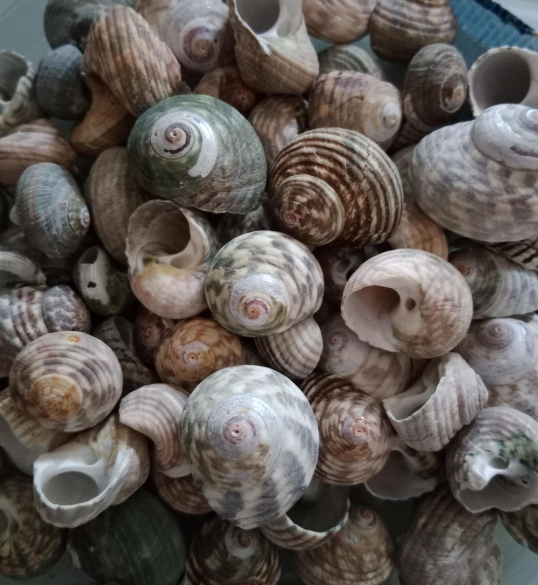 200g Mini Turbo Shells – Natural Raw Beach Shells for DIY, Hermit Crabs ...