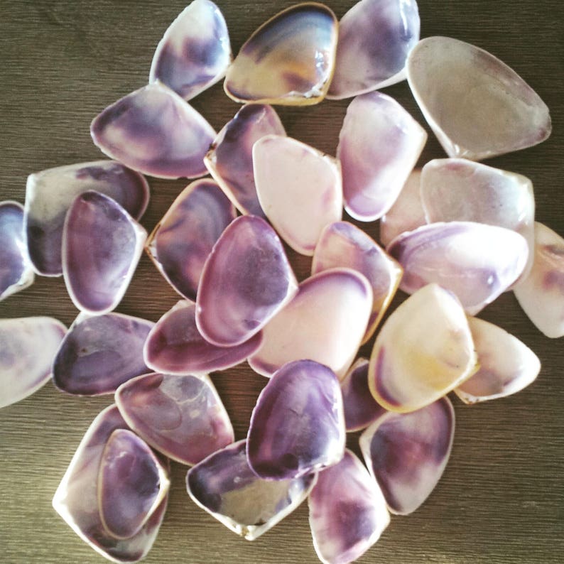 10 Pipi Seashells Seashells Australian Seashells - Etsy