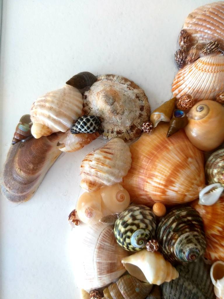 Seashell Turtle Turtle Wall Art wall hanging wall decor | Etsy