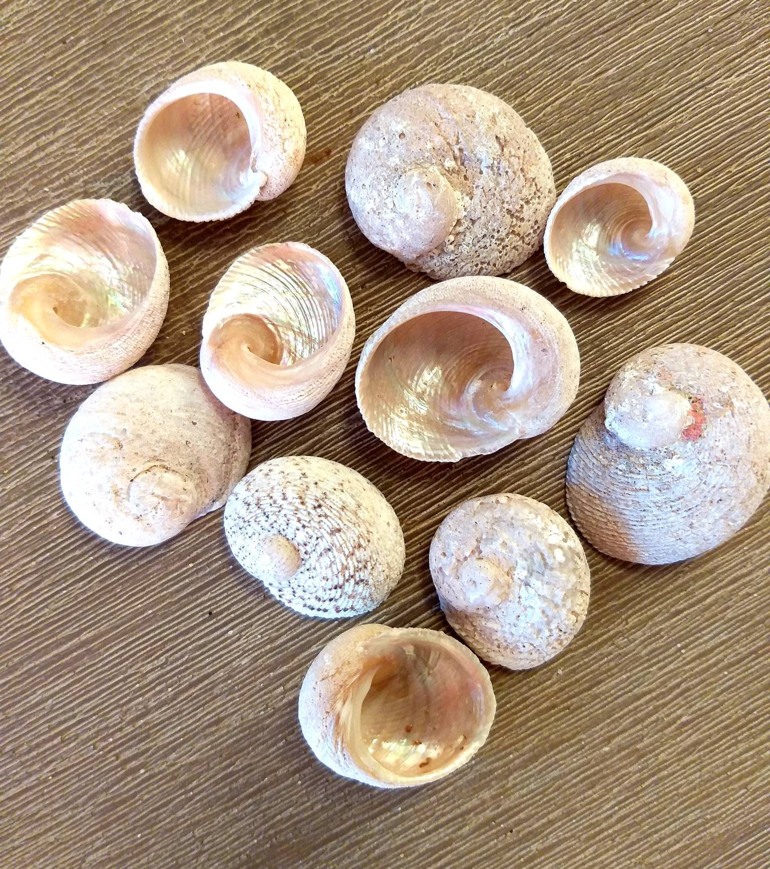30 Babys Ear Seashells - Moon Snail Seashells - Australian Seashells ...