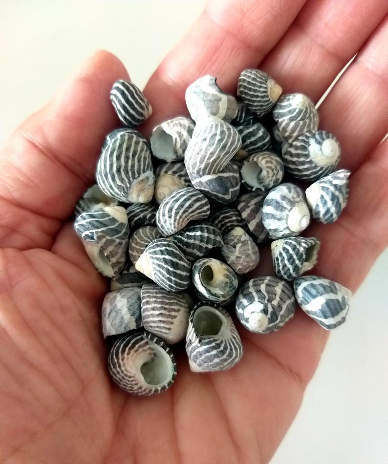 50 Zebra Top Seashells - Small Seashells - Australian Seashells ...
