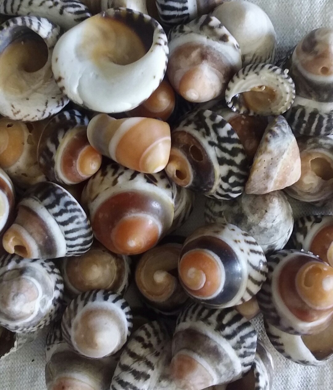 30 Periwinkle Seashells - Seashells - Australian Seashells - Seashell ...