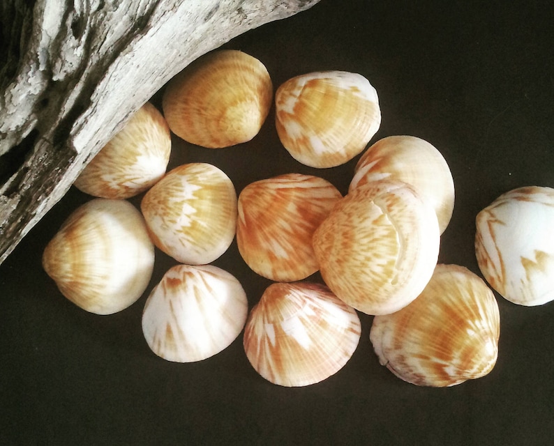 10 Bitter Sweet Clams Seashells Australian Seashells - Etsy
