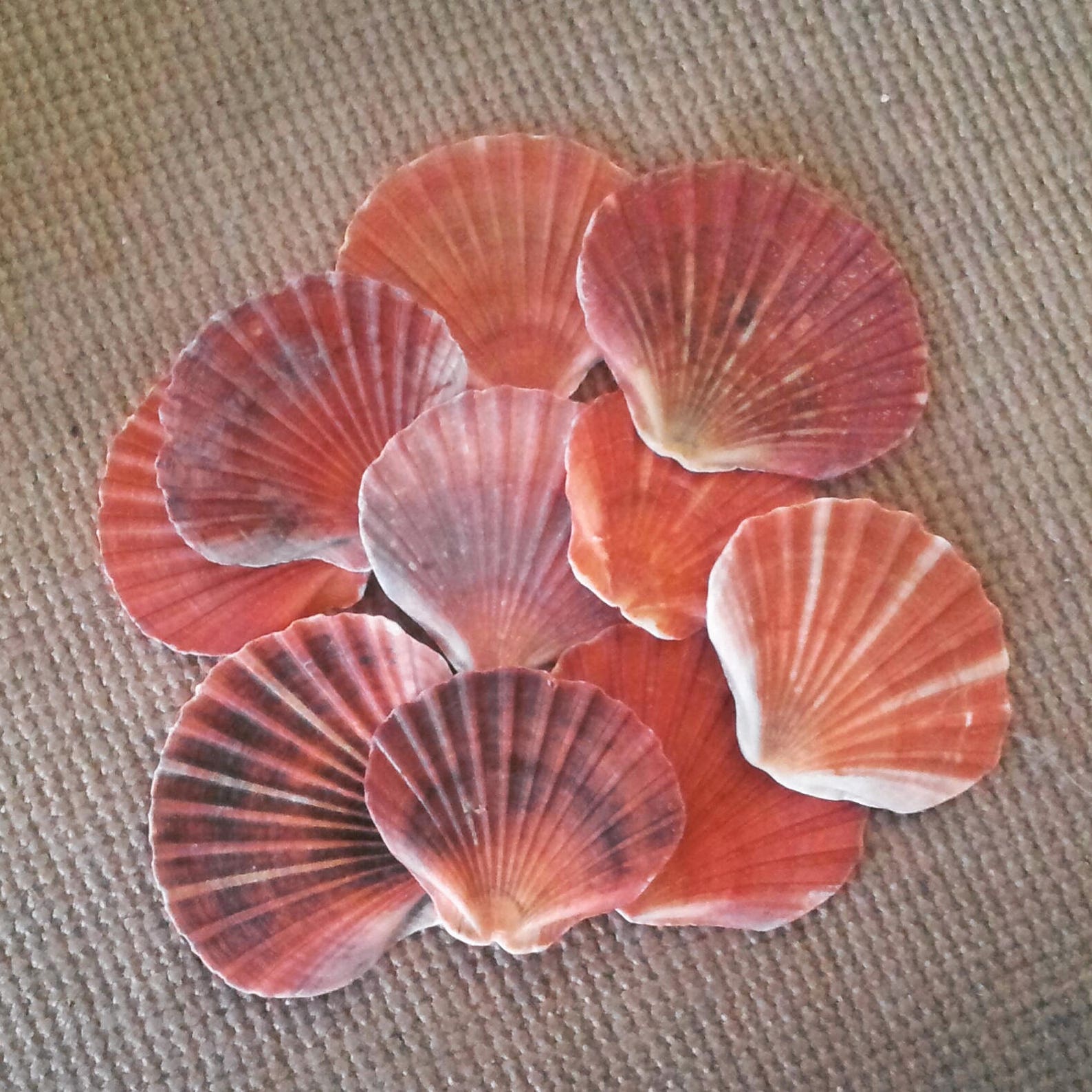 10 Fan Shells Seashells Australian Seashells Seashell - Etsy