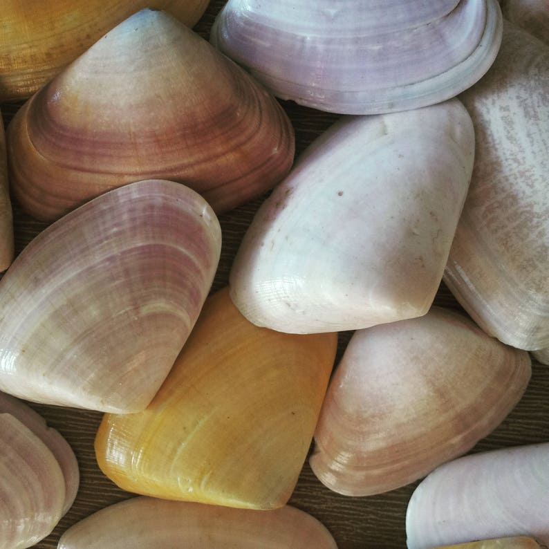 10 Pipi Seashells Seashells Australian Seashells | Etsy