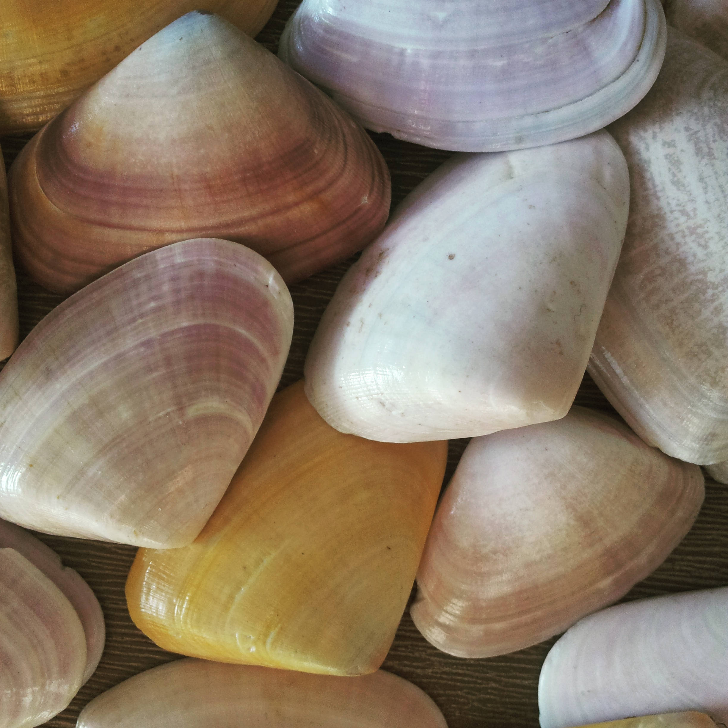 10 Pipi Seashells Seashells Australian Seashells - Etsy Australia