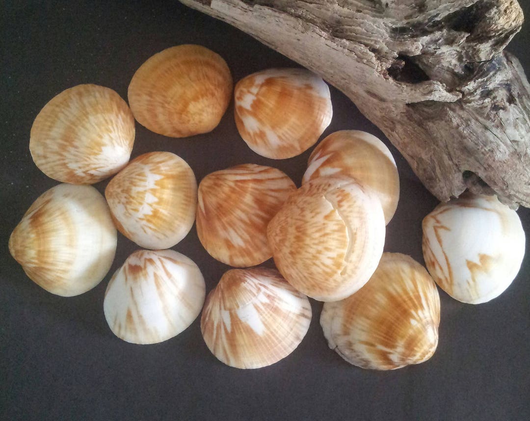 10 Bitter Sweet Clams - Seashells - Australian Seashells - Seashell ...