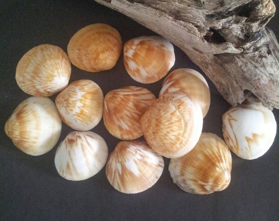 10 Bitter Sweet Clams Seashells Australian Seashells | Etsy