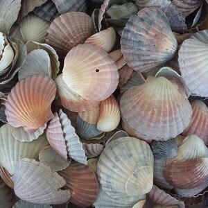 350 Grams Imperfect Scallop Shells - Seashells - Australian Seashells ...