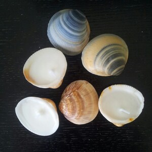 Hand Made Seashell Candles Seashells Candles - Reusable Seashells ...