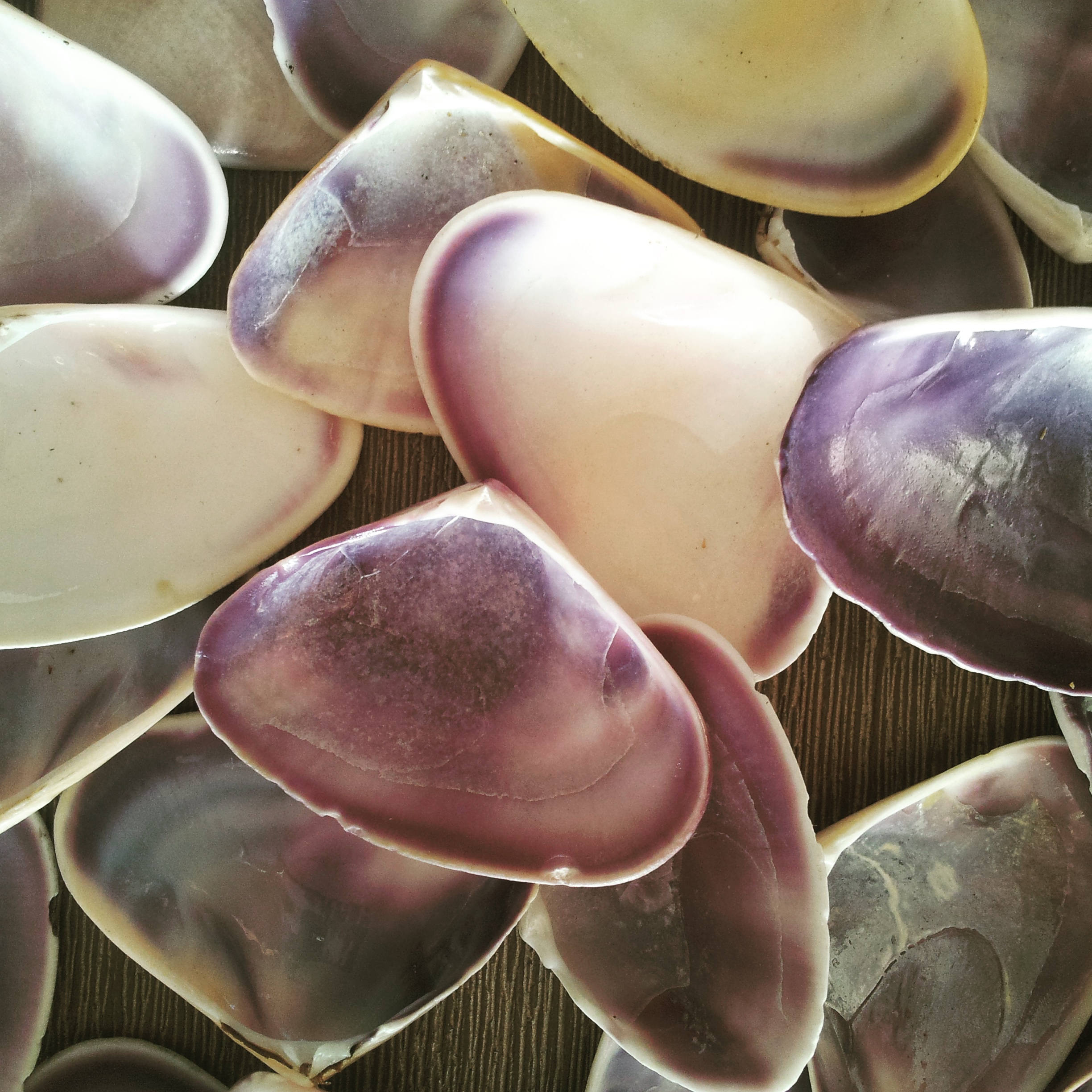 10 Pipi Seashells Seashells Australian Seashells - Etsy Australia