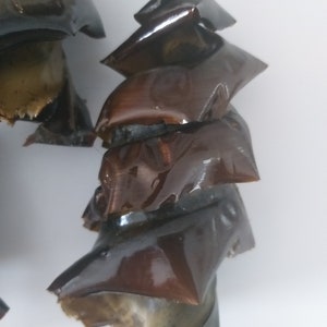 Real Shark Egg Case Mermaid's Purse Egg Case Australian Shark Egg Case ...