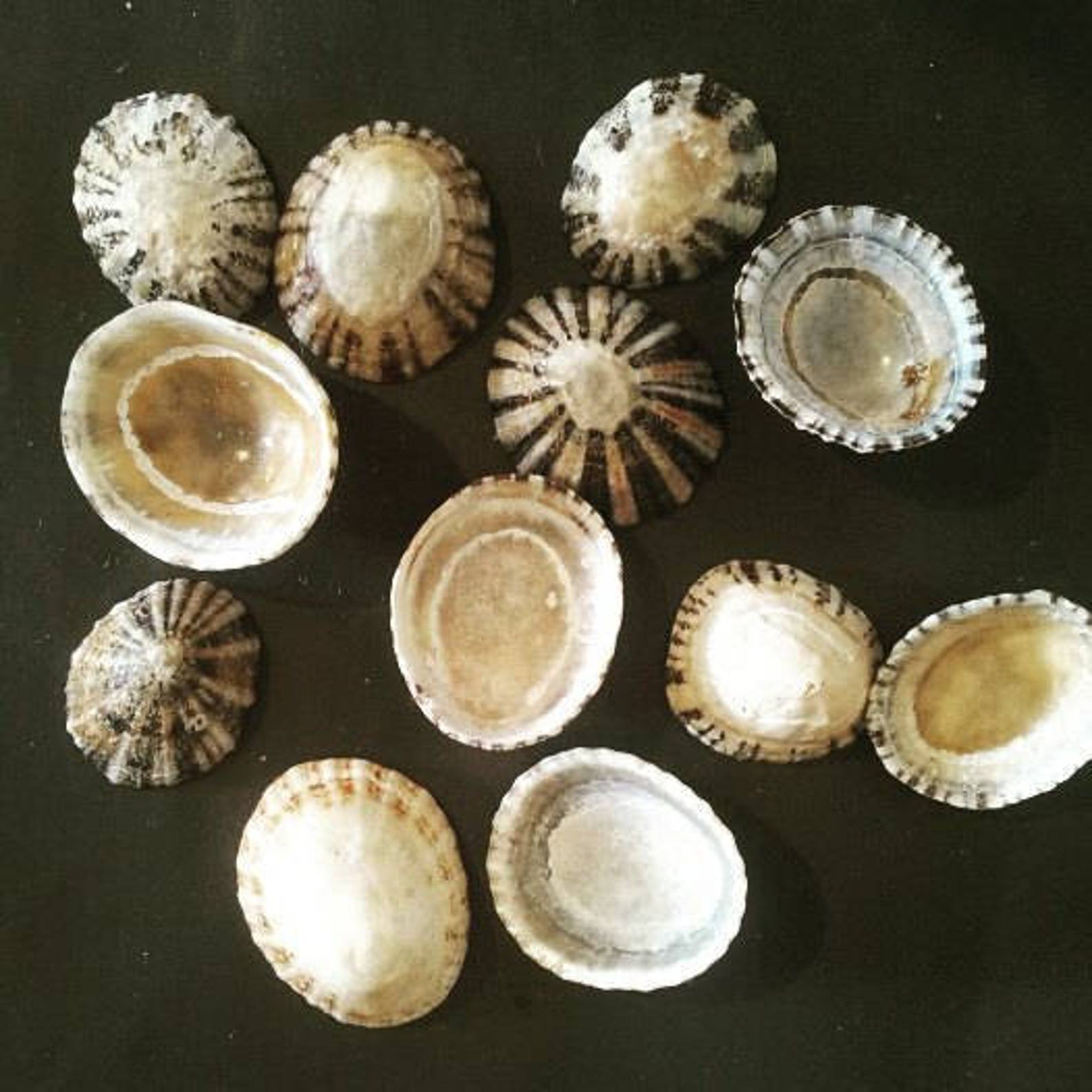 10 Limpet Seashells - Seashells - Australian Seashells - Seashell Craft ...