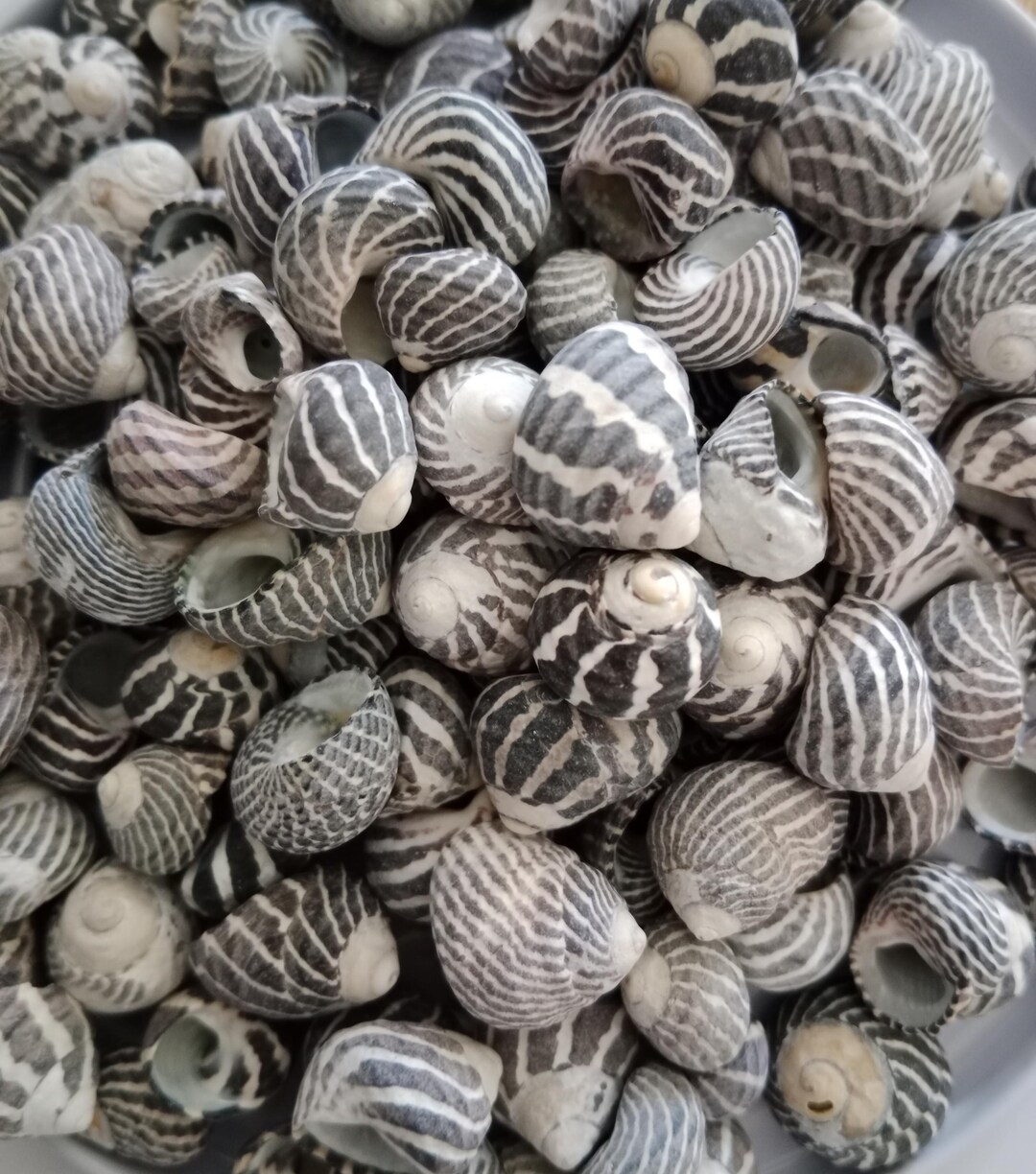 30 Zebra Top Seashells - Seashells - Australian Seashells - Seashell ...