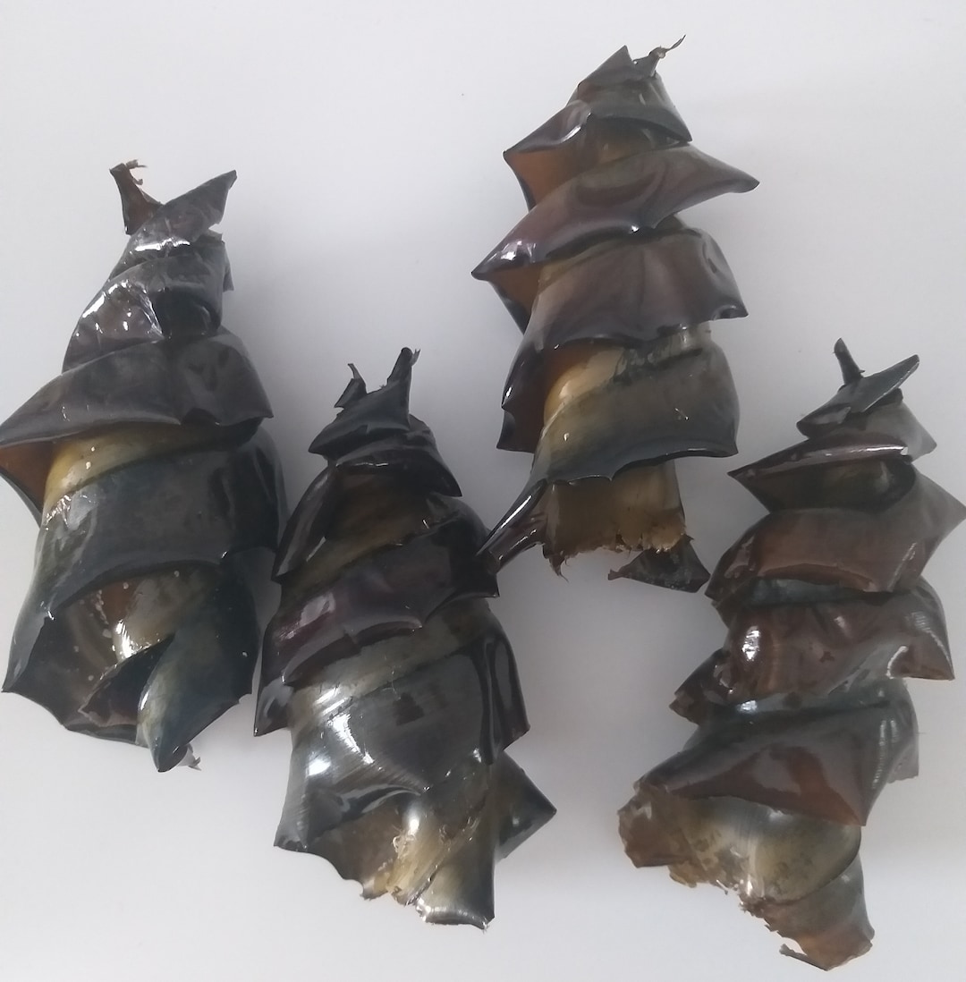 Real Shark Egg Case - Mermaid's Purse - Egg Case - Australian Shark Egg ...