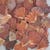 50 Mixed Shells Seashells Australian Seashells Seashell Craft Seashell ...