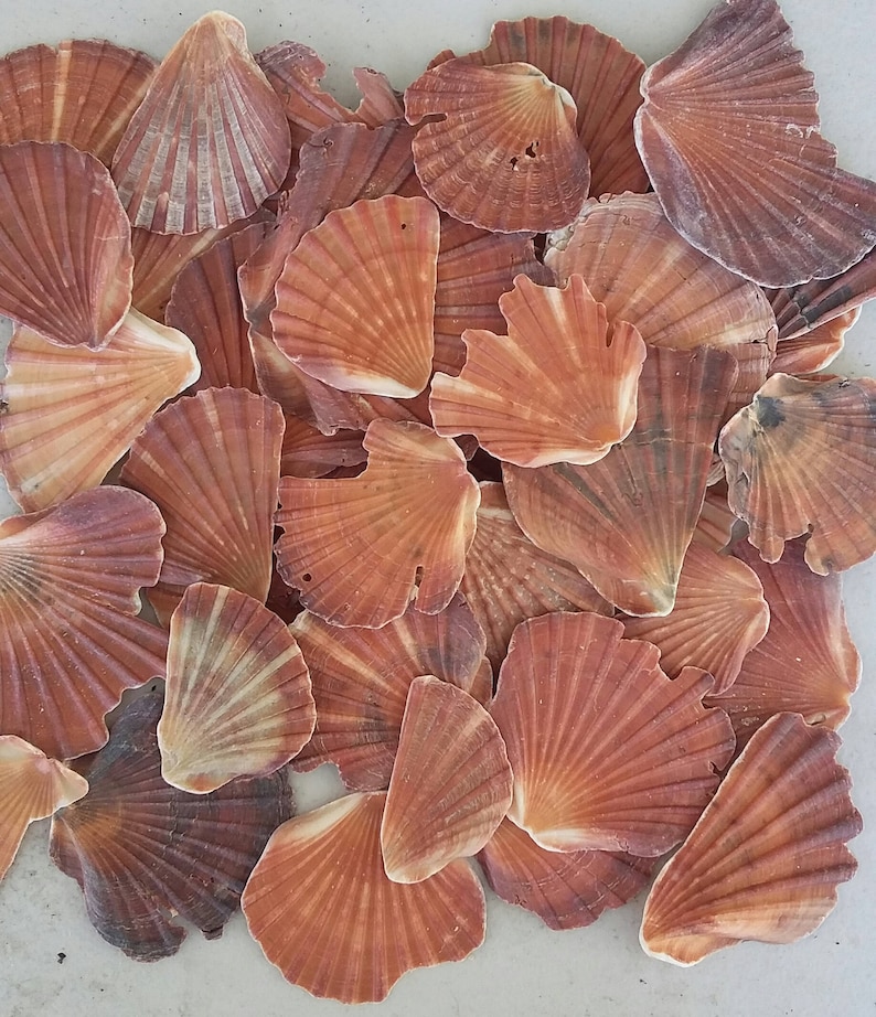 10 Fan Shell Fragments Seashells Australian Seashells - Etsy Australia