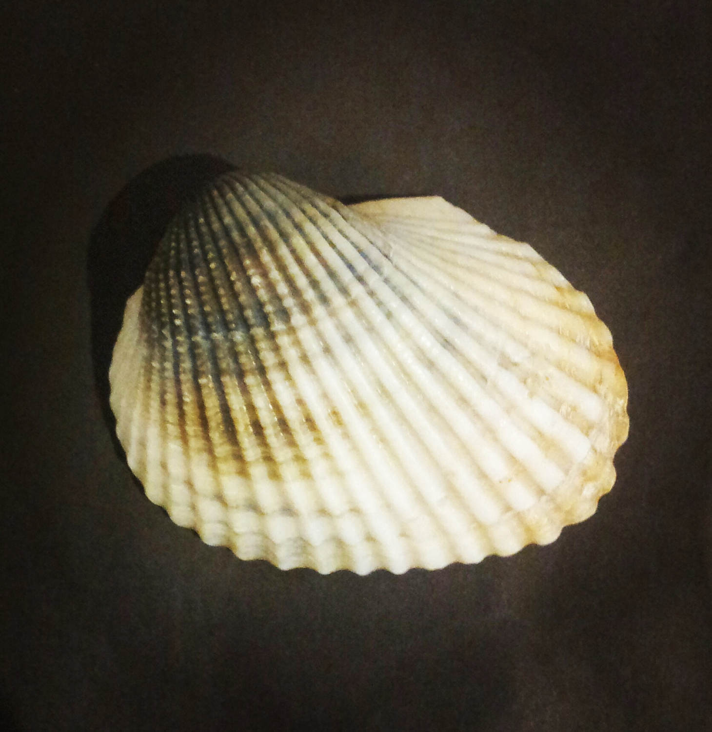 10 Cardita Seashells Ark Seashells Australian Seashells - Etsy Australia