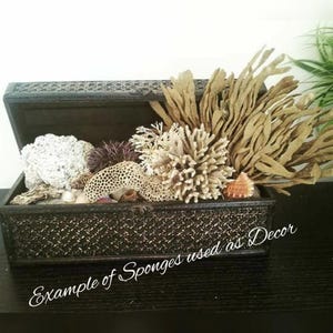 5 X Unbleached Natural Sea Sponges From Pacific Ocean, Natural ...
