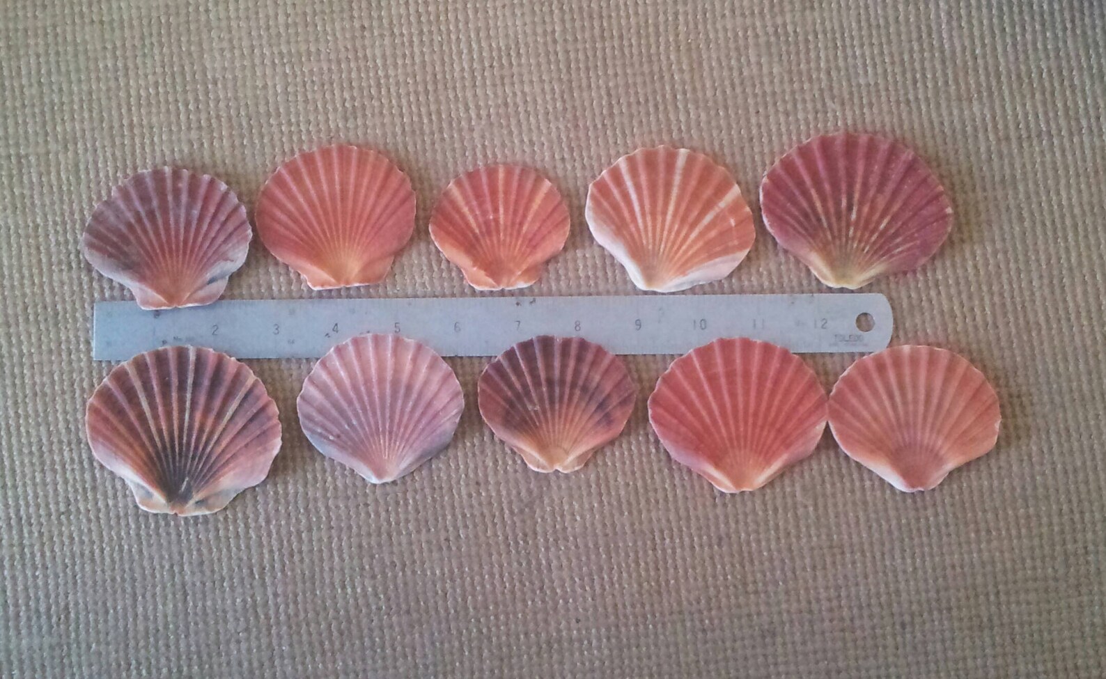10 Fan Shells Seashells Australian Seashells Seashell - Etsy