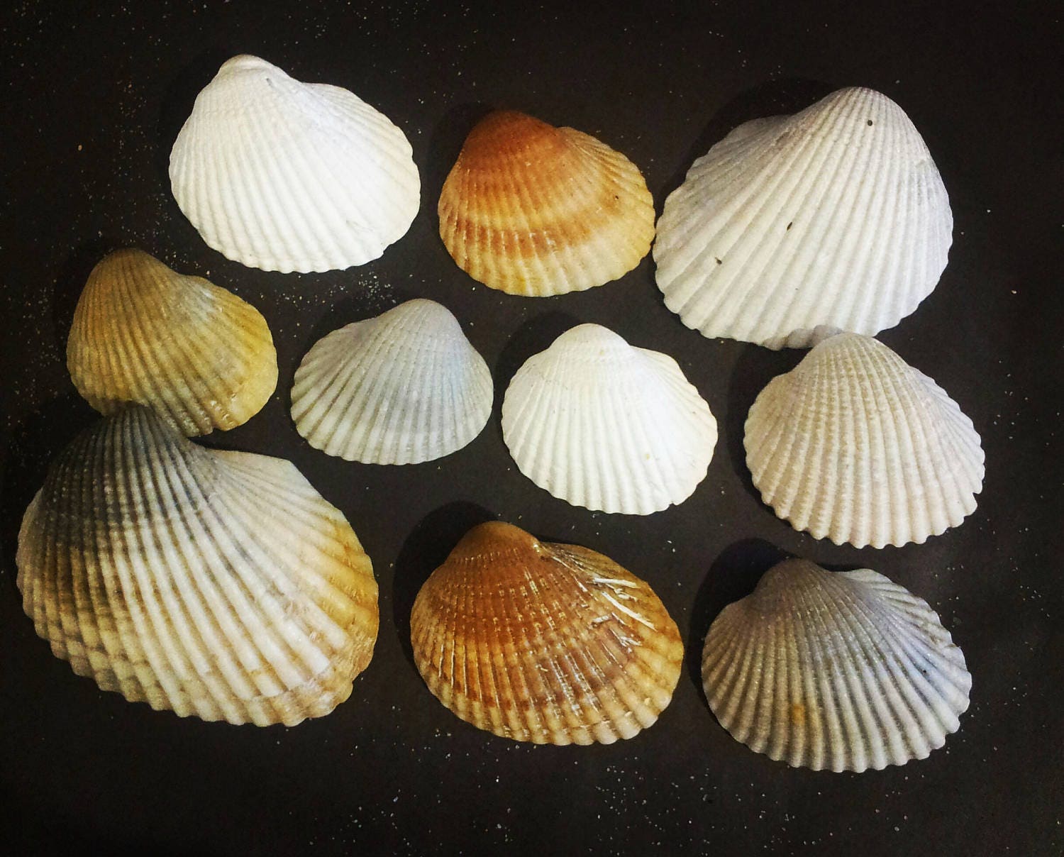 10 Cardita Seashells Ark Seashells Australian Seashells - Etsy UK