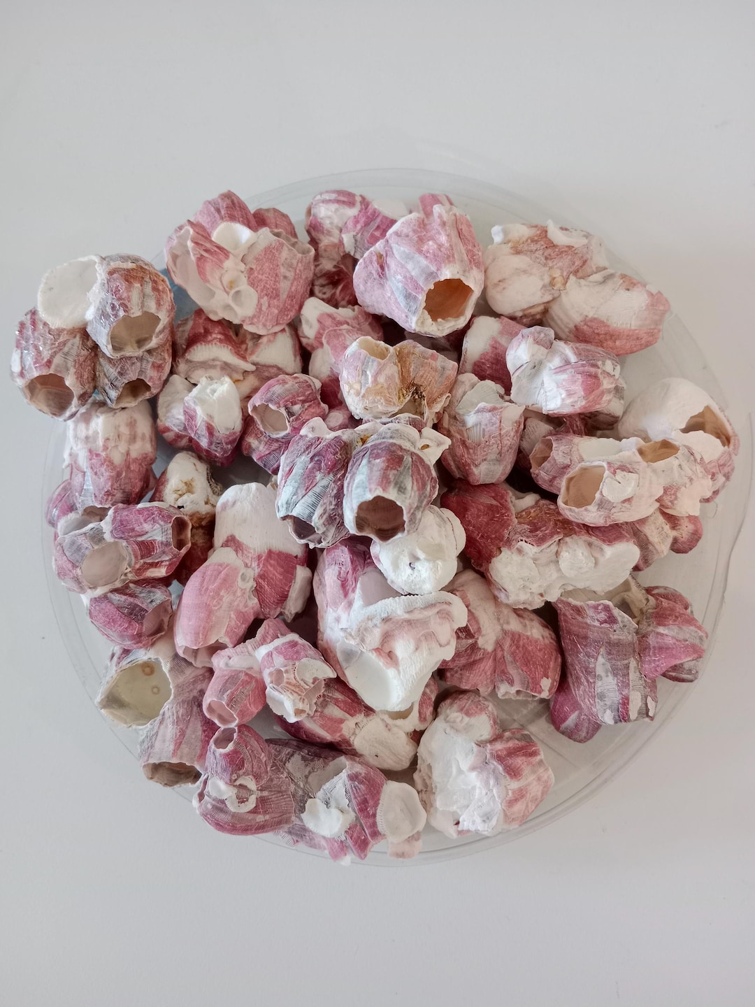 200 Grams Loose Pink Barnacles - Barnacles- Seashells - Australian ...