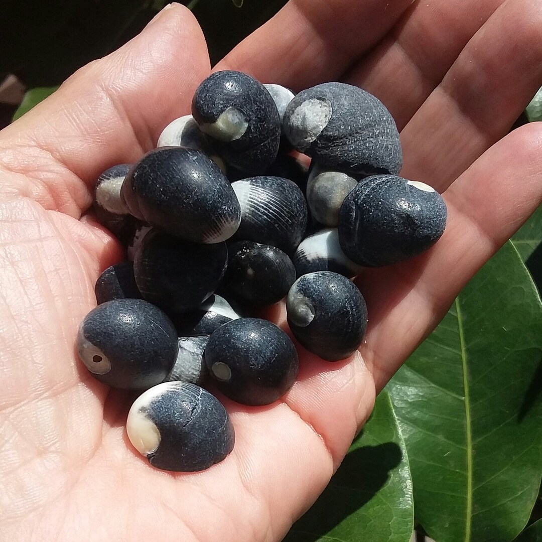 15 Black Nerites Seashells Seashells Australian Seashells Seashell ...