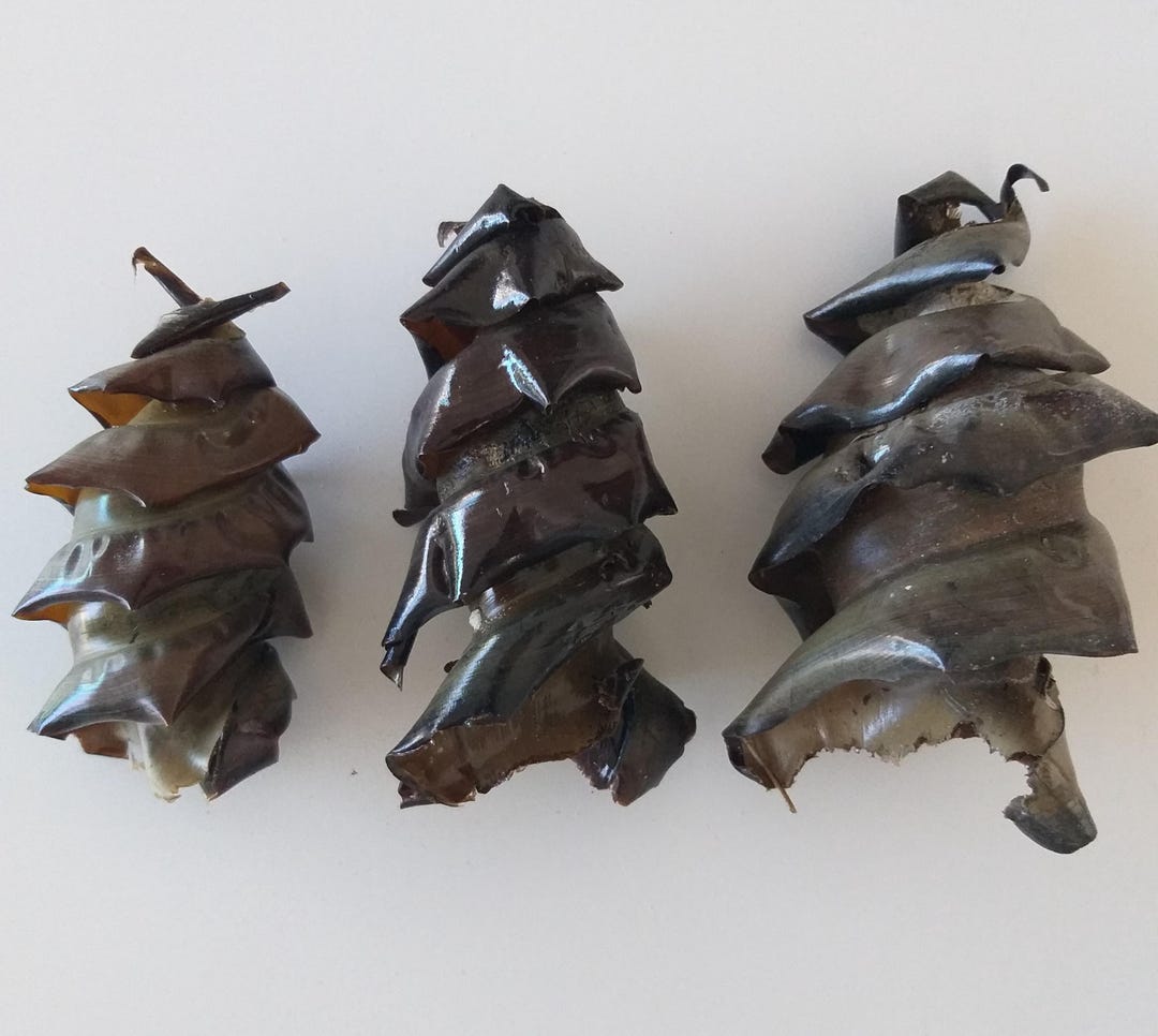 3 X Real Shark Egg Case - Mermaid's Purse - Egg Case - Australian Shark ...