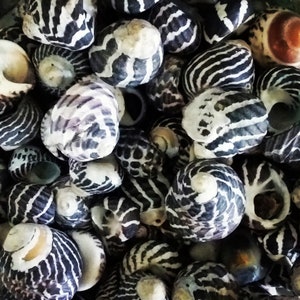 30 Zebra Top Seashells - Seashells - Australian Seashells - Seashell ...