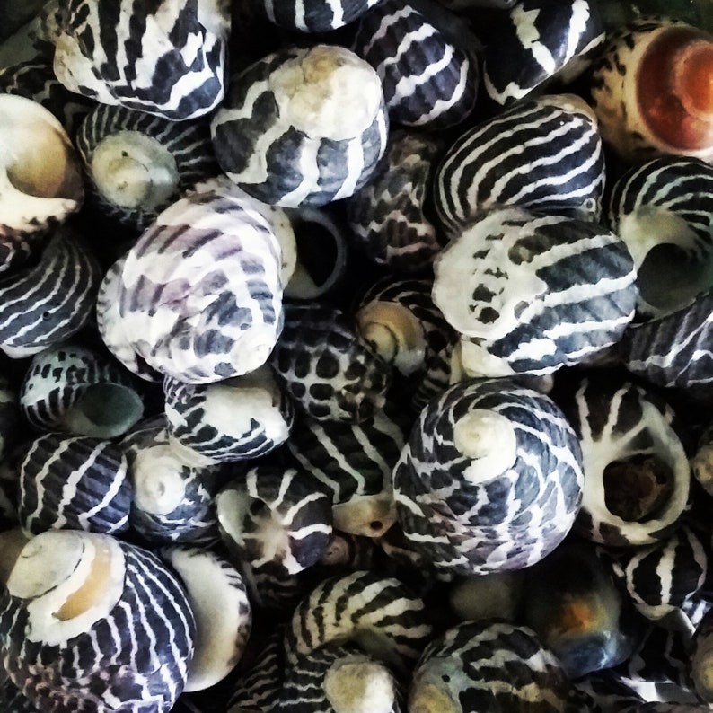 20 Zebra Top Seashells Seashells Australian Seashells | Etsy