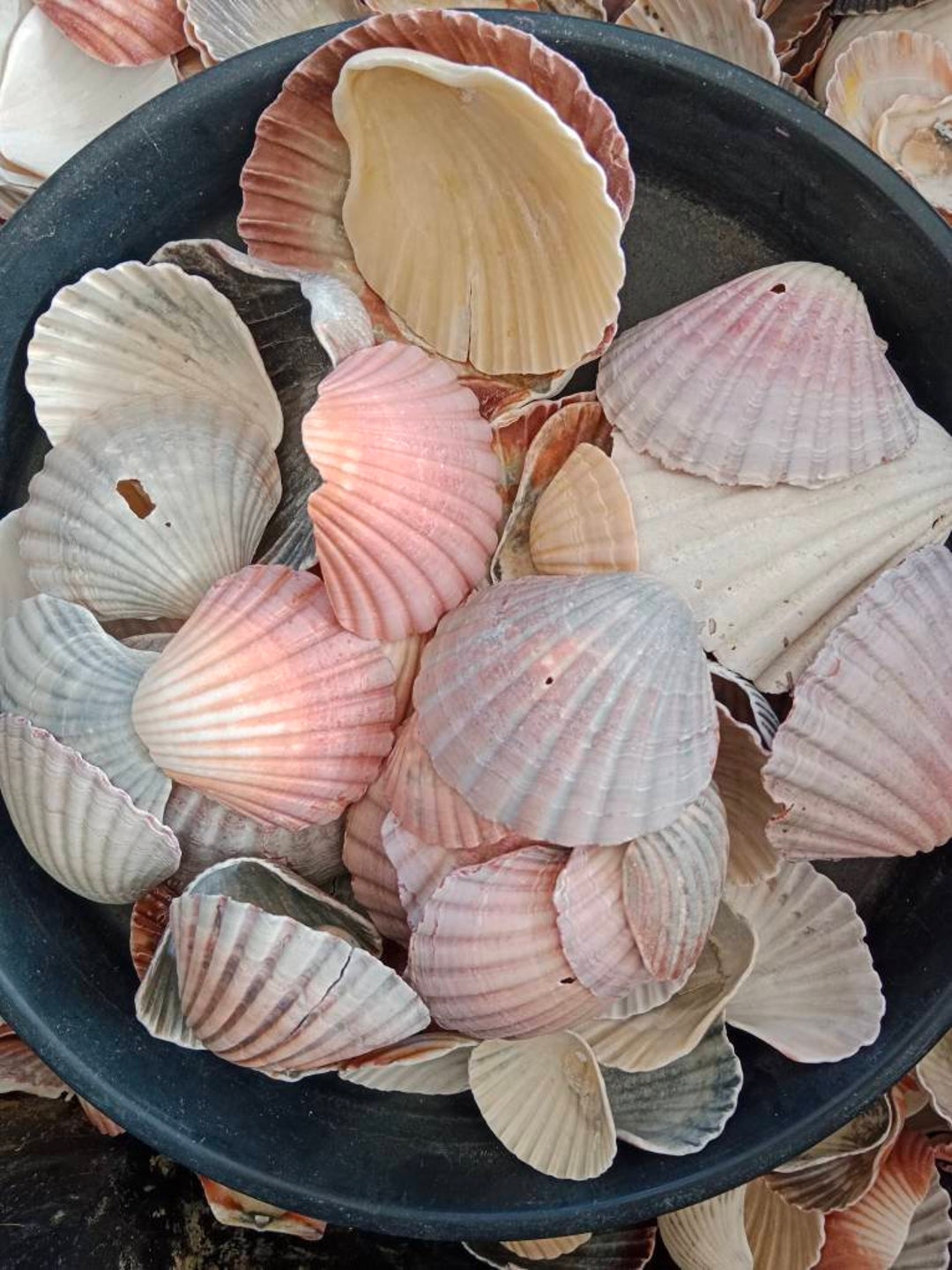 350 Grams Imperfect Scallop Shells - Seashells - Australian Seashells ...
