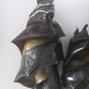 Real Shark Egg Case Mermaid's Purse Egg Case Australian Shark Egg Case ...