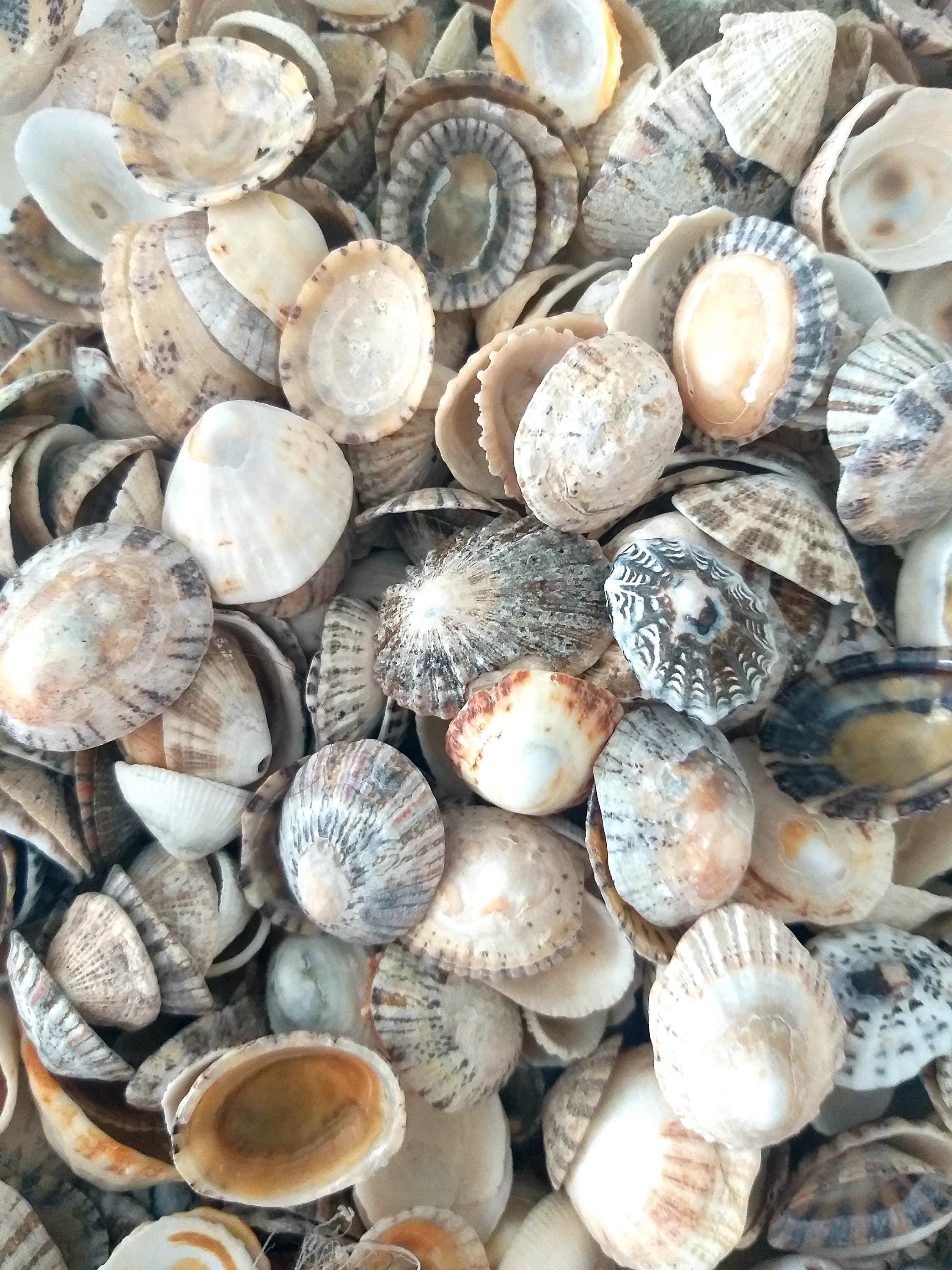 100 Grams Limpet Seashells - Seashells - Australian Seashells ...