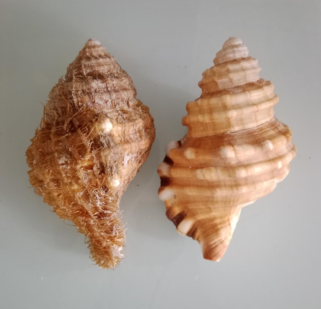 Triton Seashells - Hairy Triton- Seashells - Australian Seashells ...
