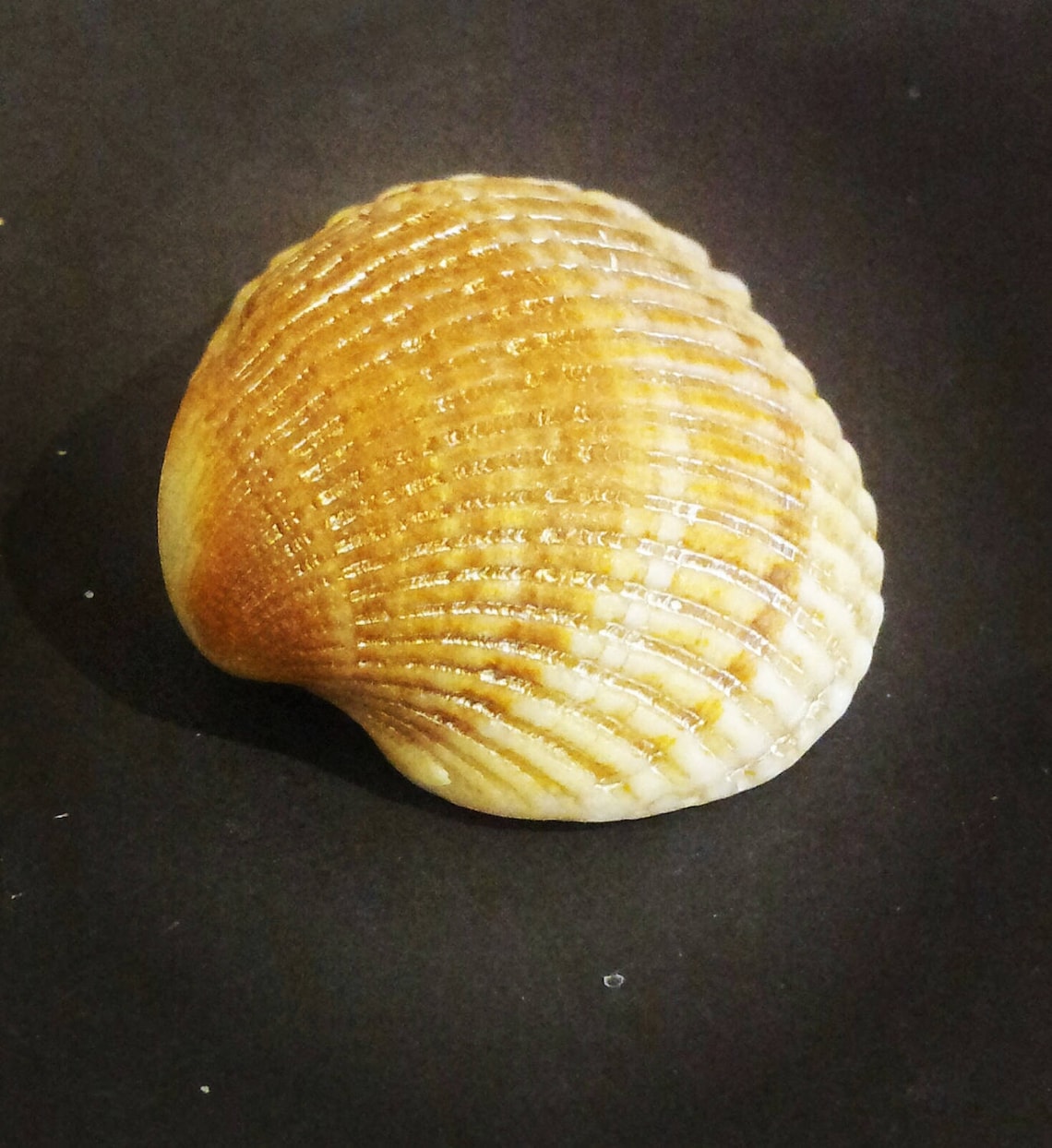 10 Cardita Seashells Ark Seashells Australian Seashells - Etsy UK