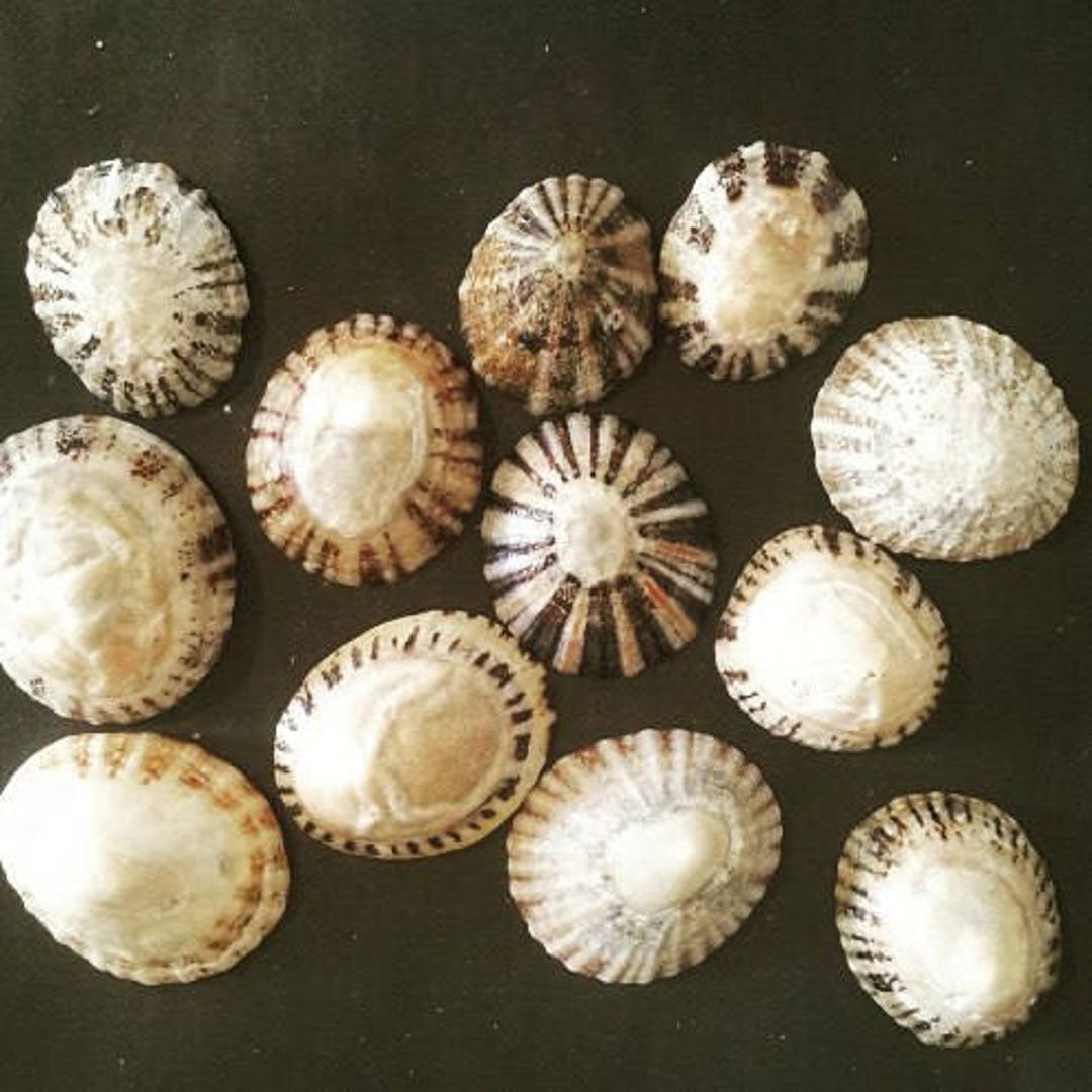 20 Limpet Seashells - Seashells - Australian Seashells - Seashell Craft ...