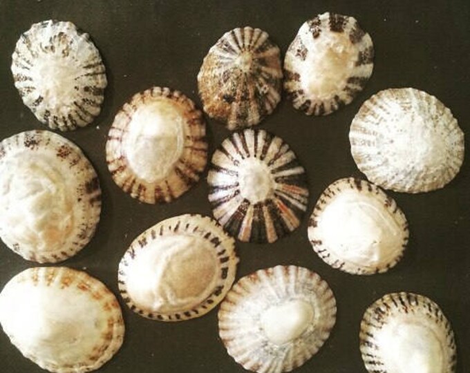 20 Limpet Seashells - Seashells - Australian Seashells - Seashell Craft ...