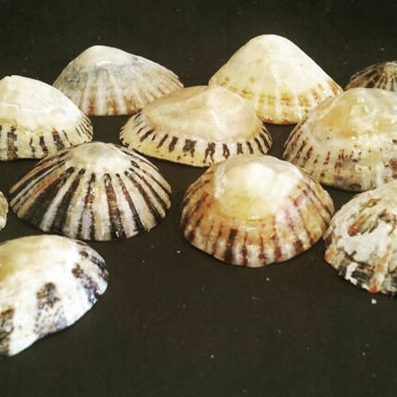 10 Limpet Seashells Seashells Australian Seashells - Etsy