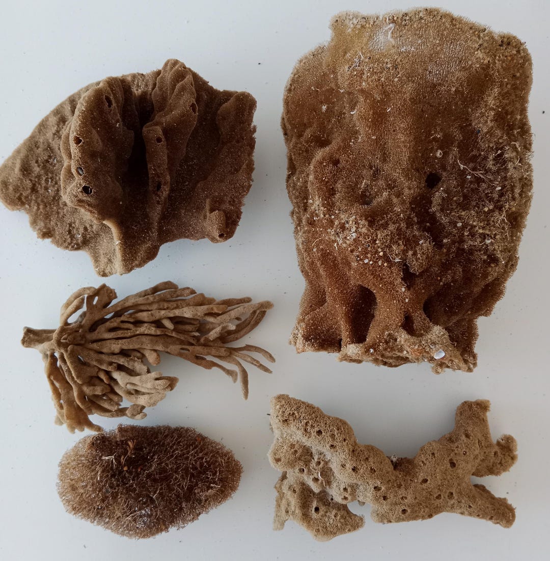 5 X Unbleached Natural Sea Sponges From Pacific Ocean, Natural ...