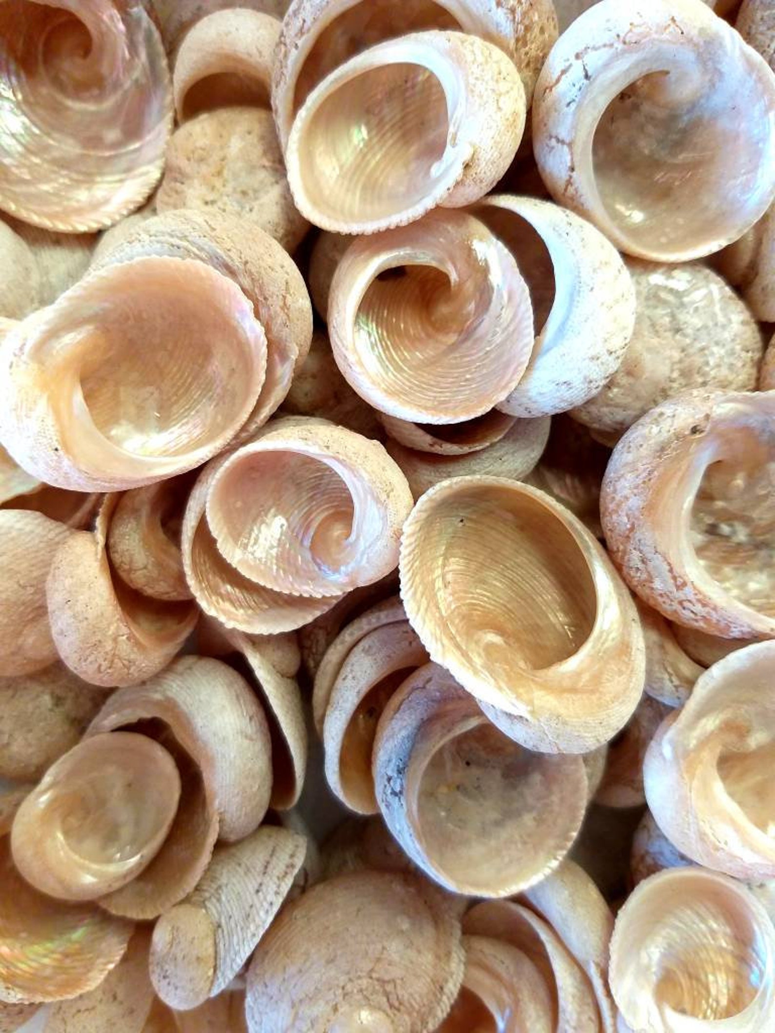 30 Babys Ear Seashells - Moon Snail Seashells - Australian Seashells ...