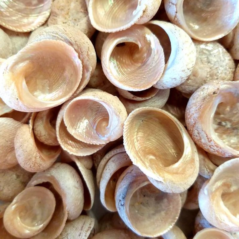 Shells for Sale - Etsy