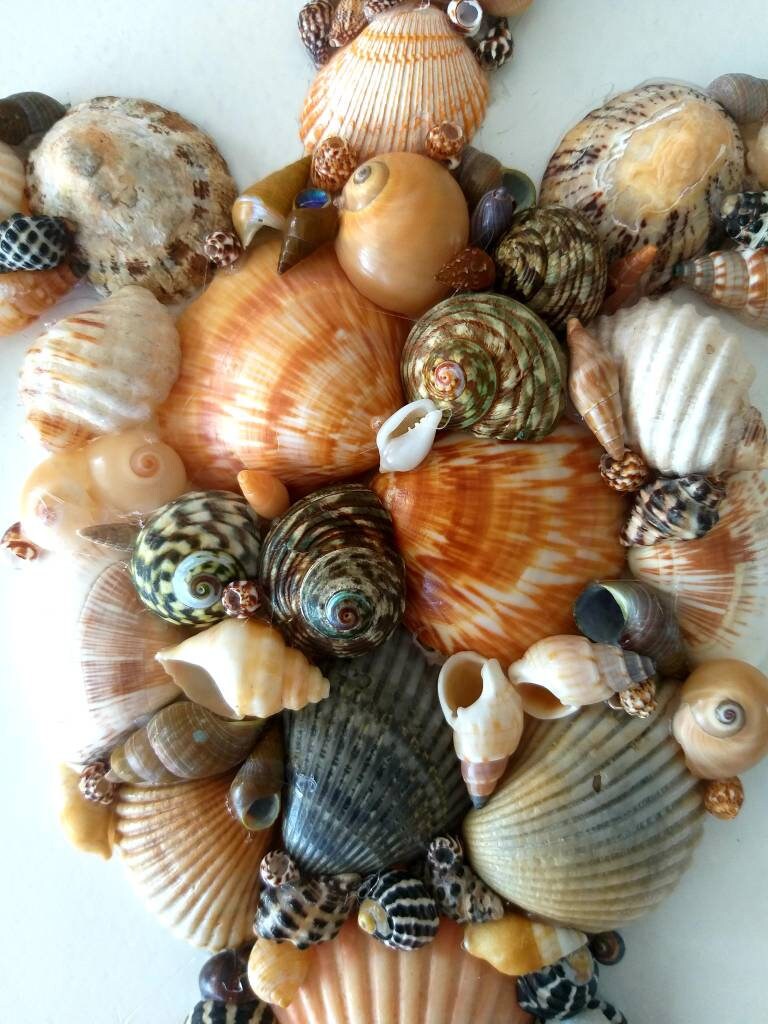 Seashell Turtle Turtle Wall Art wall hanging wall decor | Etsy