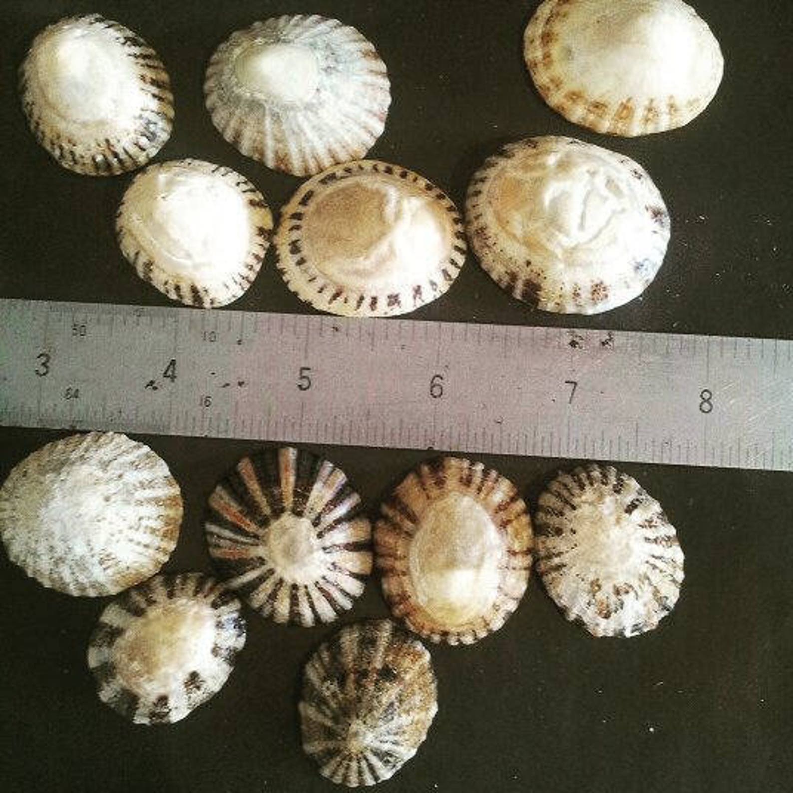 10 Limpet Seashells - Seashells - Australian Seashells - Seashell Craft ...
