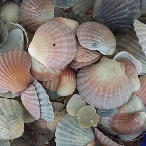 350 Grams Imperfect Scallop Shells - Seashells - Australian Seashells ...