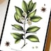 Colored Japanese Star Anise - Botanical Art - Black/grey - Instant ...