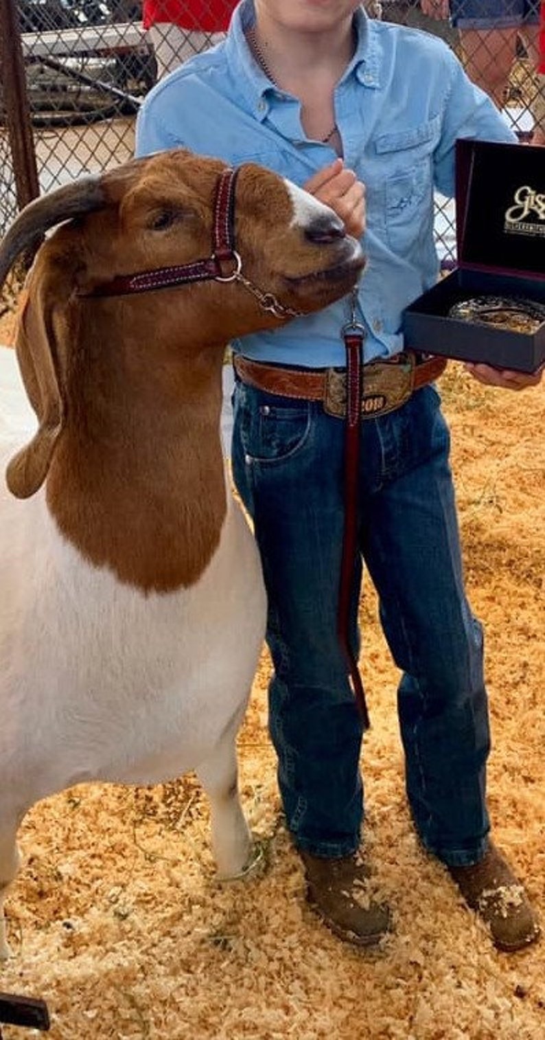 Goat Show Halters, Natural, Brown, Black. Can Have Bling, or Can Be ...