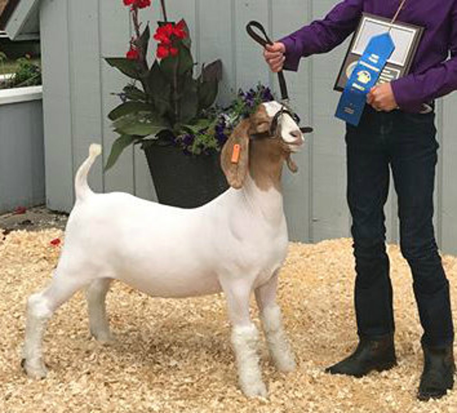 Goat Show Halters, Natural, Brown, Black. Can Have Bling, or Can Be ...