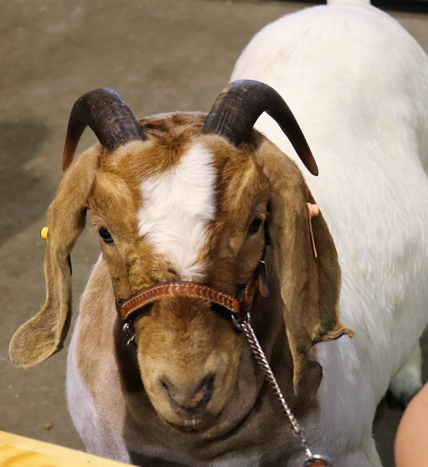 Goat Show Halters, Natural, Brown, Black. Can Have Bling, or Can Be ...