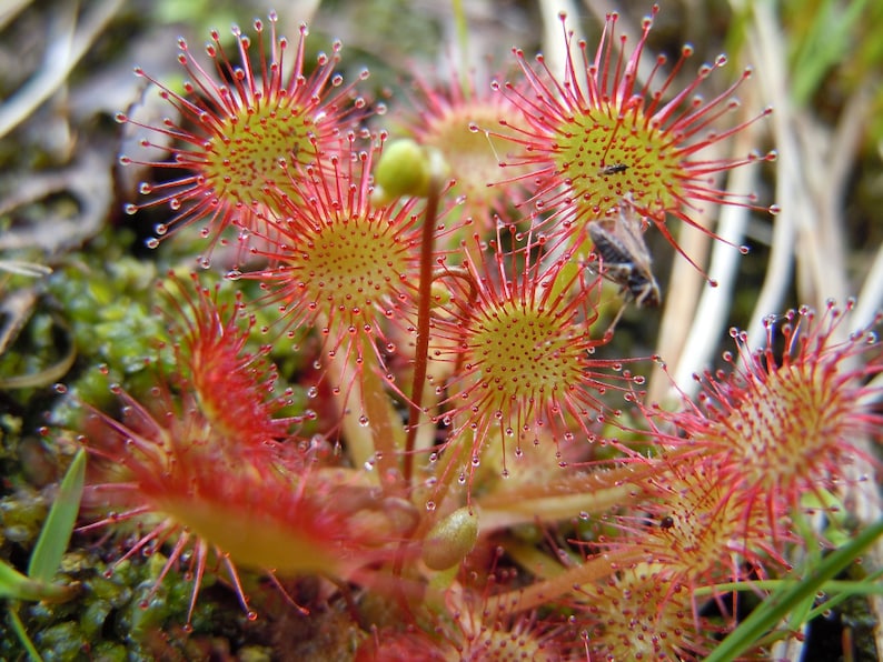 Drosera Rotundifolia, Carnivorous Plant, Round-leaved Sundew ...