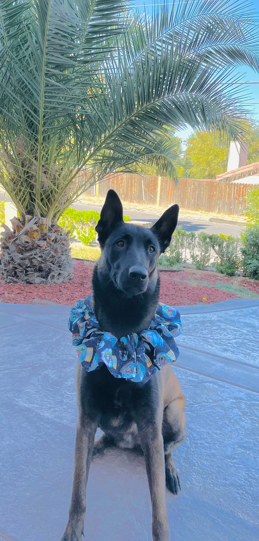 XL Dog Scrunchie photoshoot Hair Bow and Scrunchie Match - Etsy